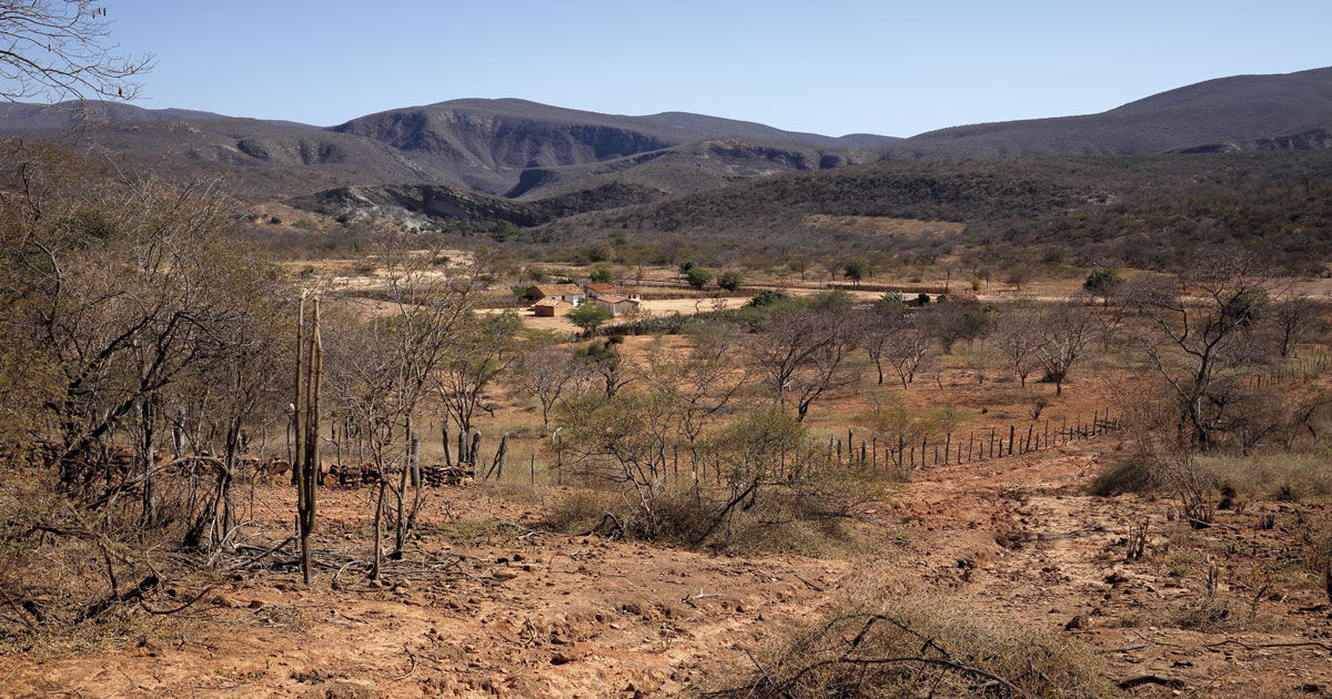 Grãos de pólen revelam a história da Caatinga : Revista Pesquisa Fapesp