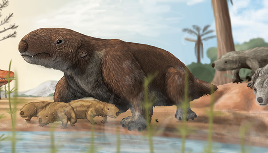 Mamiferos Triassicos Descoberta Nova Espécie De Réptil Que Viveu No