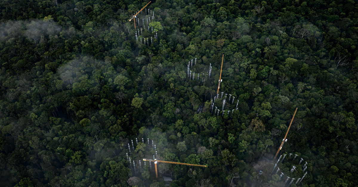 Experimento internacional vai estudar como a Amazônia reage a ambiente ...