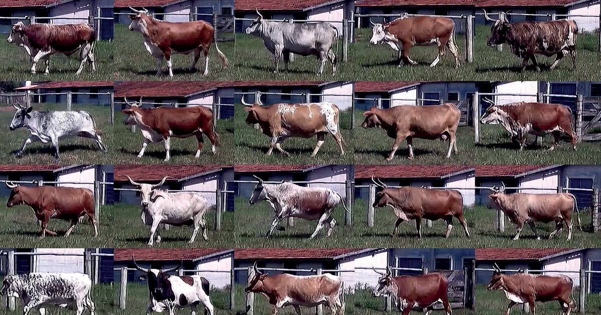 Company creates system to identify cattle with cameras : Revista ...
