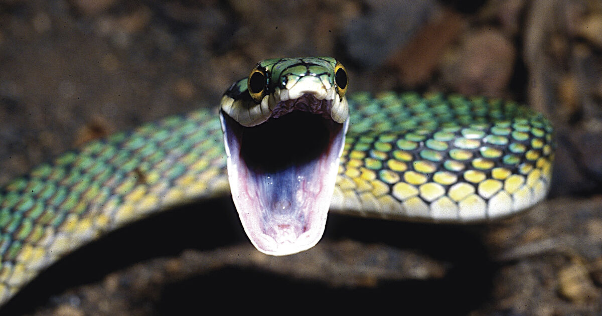 Yellow Belly Racer Snake