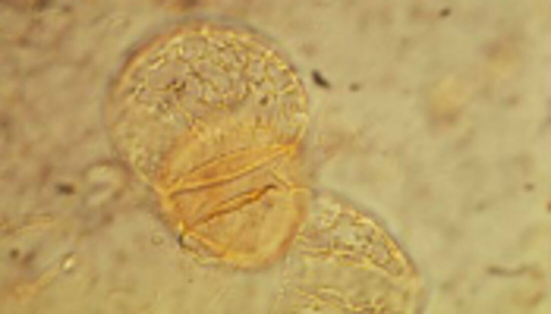 Grain from the past : Revista Pesquisa Fapesp