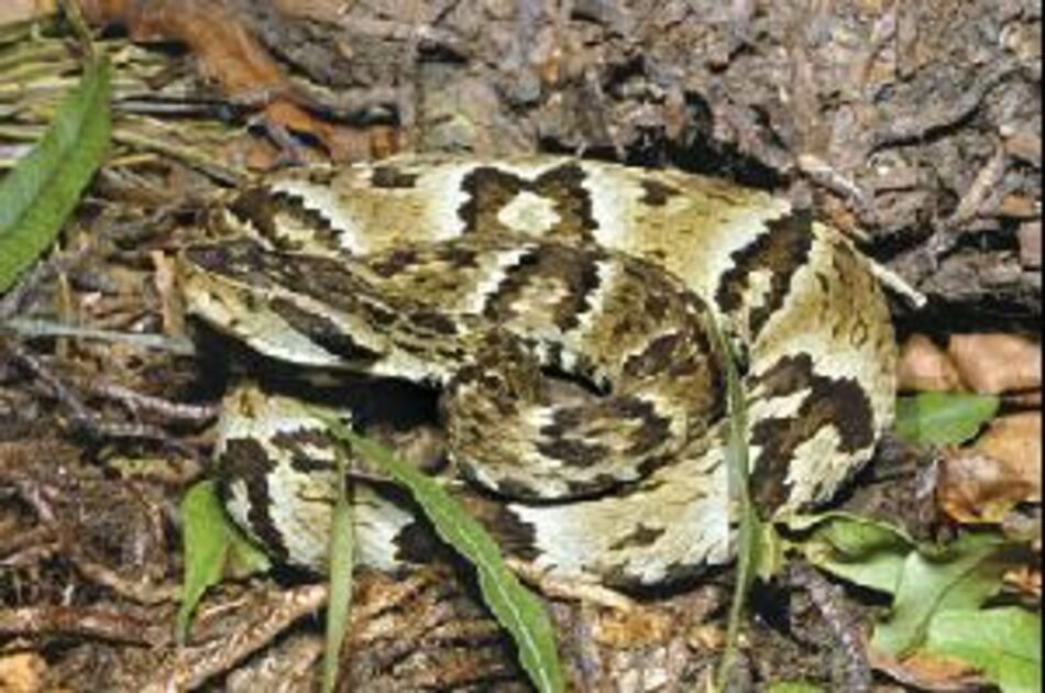 The mother of all jararacas : Revista Pesquisa Fapesp