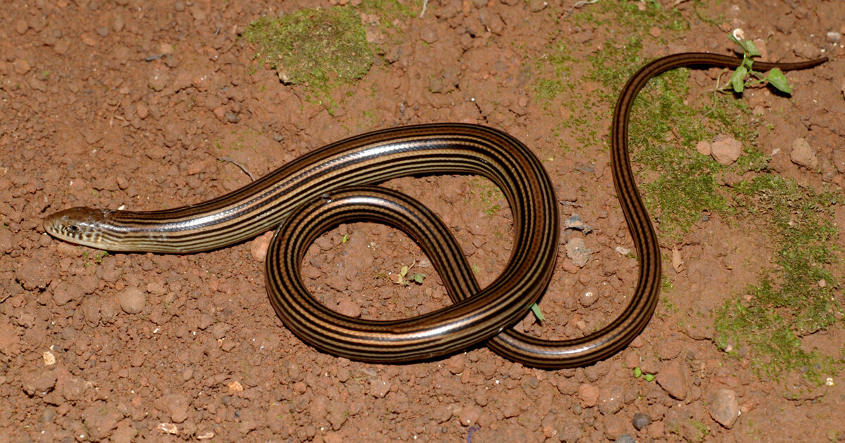 The explosive evolution of snakes : Revista Pesquisa Fapesp