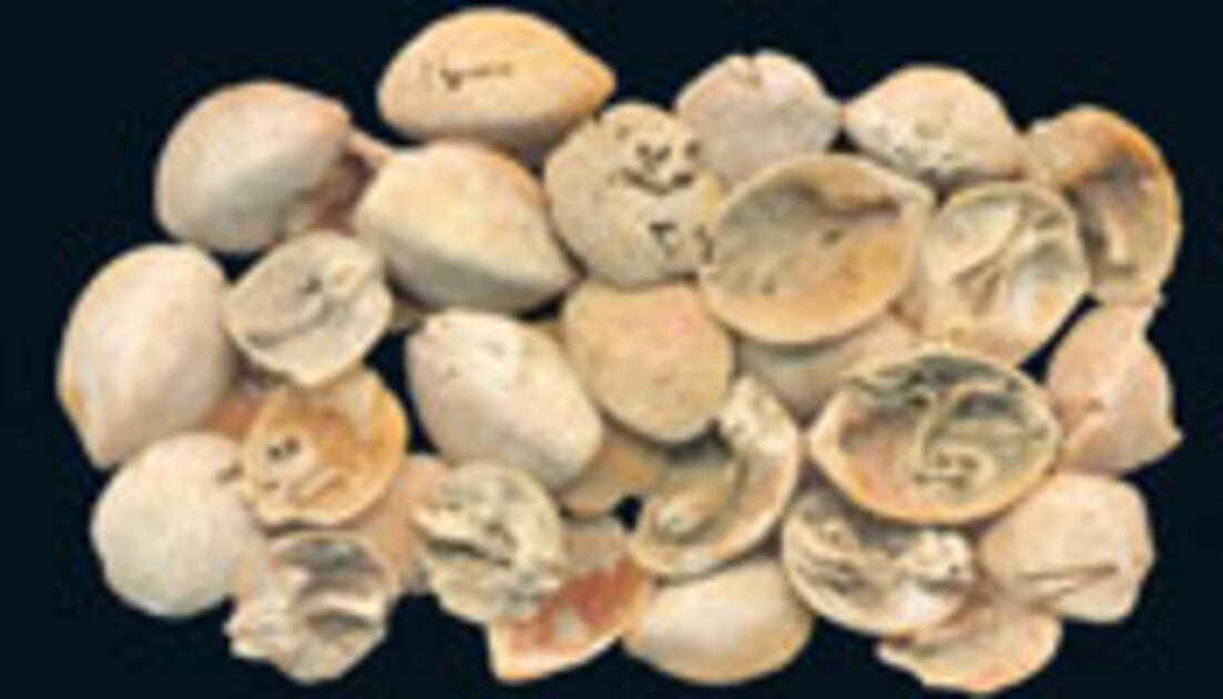 Histórias de conchas mortas : Revista Pesquisa Fapesp