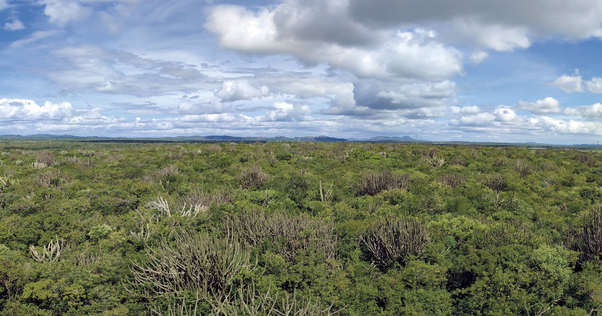 New map reveals diversity of the Caatinga biome : Revista Pesquisa Fapesp