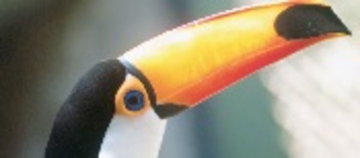 Wealth in danger : Revista Pesquisa Fapesp