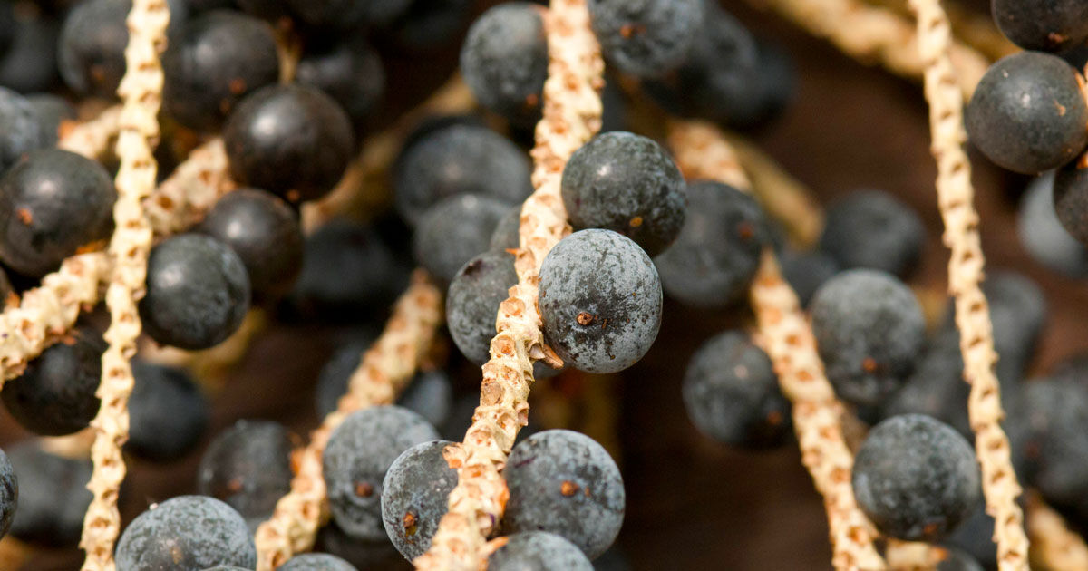 Sementes de açaí dão novos frutos : Revista Pesquisa Fapesp