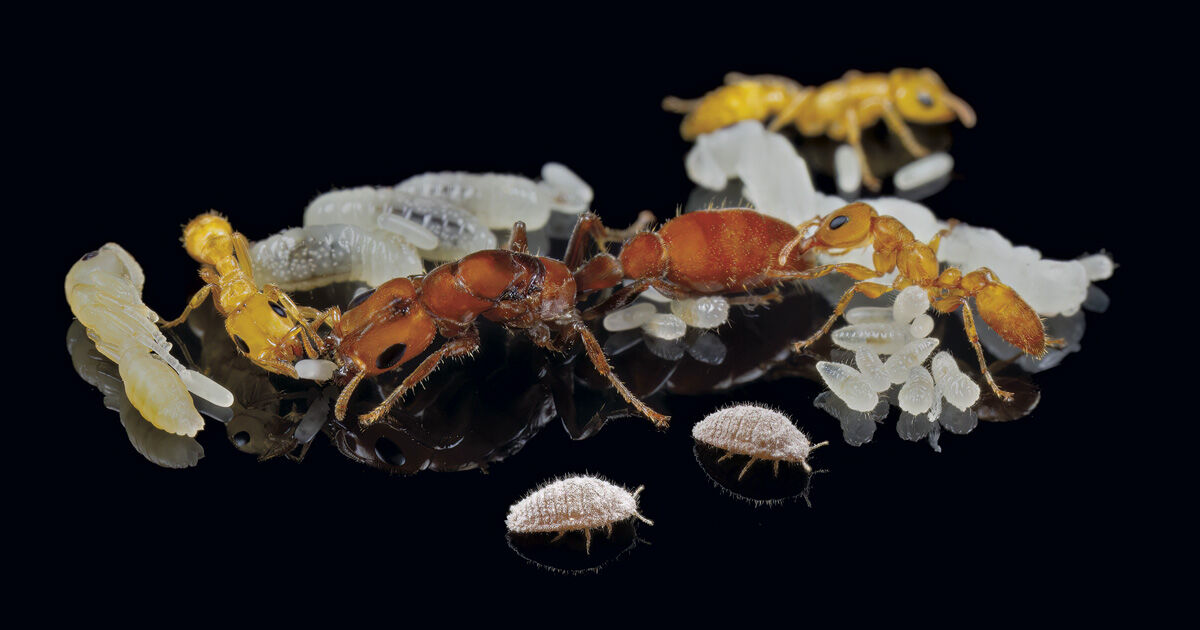 As fazendeiras : Revista Pesquisa Fapesp