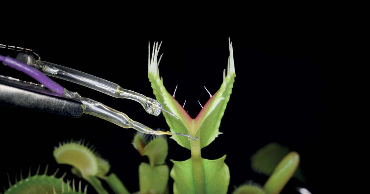 Artificial neuron controls carnivorous plant : Revista Pesquisa Fapesp