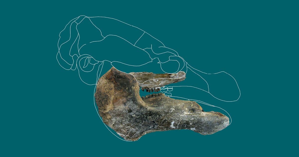 The extinct manatee of Rondônia : Revista Pesquisa Fapesp