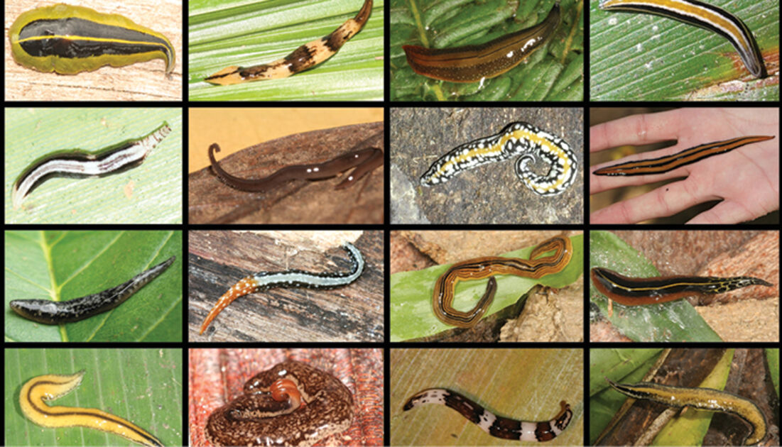 A predator’s colors : Revista Pesquisa Fapesp