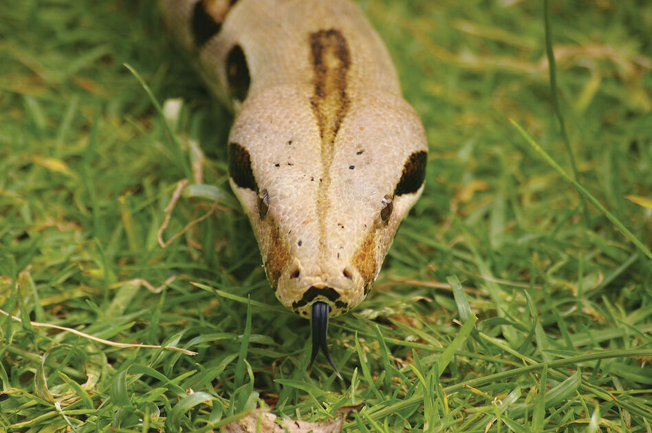 Why snakes don’t have legs : Revista Pesquisa Fapesp