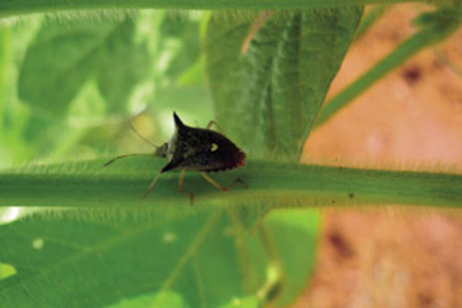 Biological traps : Revista Pesquisa Fapesp