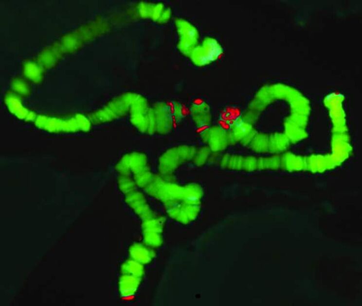 A tripla hélice : Revista Pesquisa Fapesp