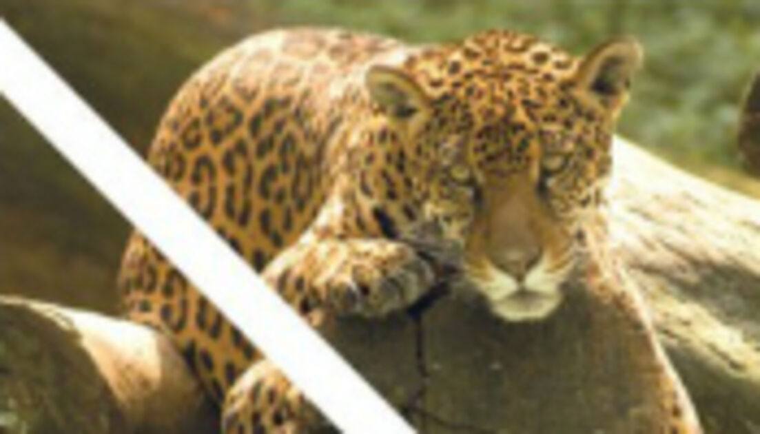 Fewer animals, more research : Revista Pesquisa Fapesp