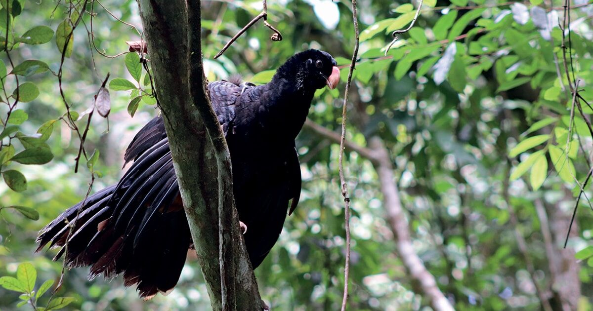 A comeback in the Atlantic Forest : Revista Pesquisa Fapesp