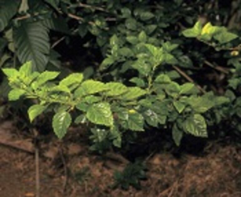 Actions against biopiracy : Revista Pesquisa Fapesp