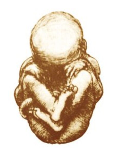 When does life begin? : Revista Pesquisa Fapesp