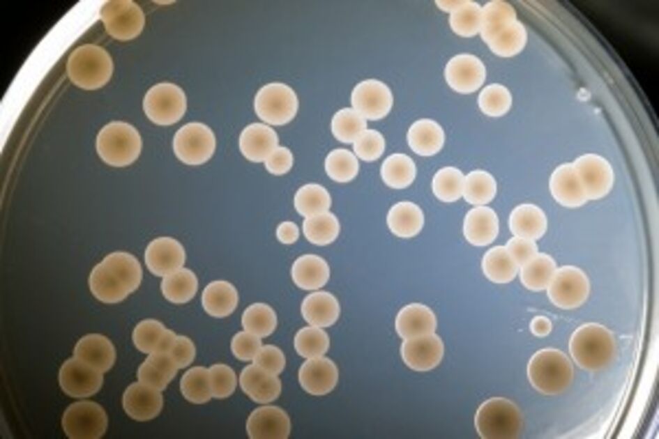 Otra levadura para el etanol : Revista Pesquisa Fapesp