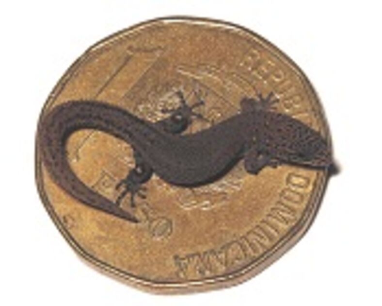 El menor reptil del mundo : Revista Pesquisa Fapesp