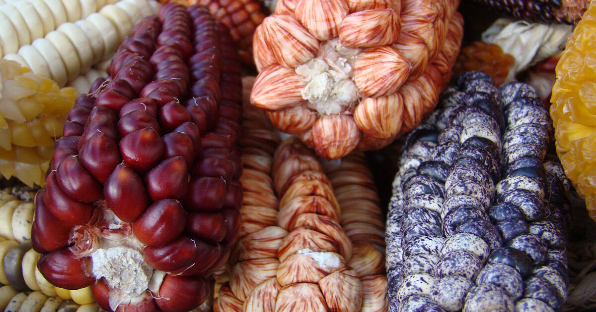 Tracking the ancestry of corn : Revista Pesquisa Fapesp