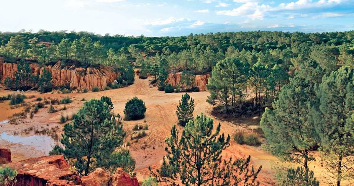 Logging on the rise in Europe : Revista Pesquisa Fapesp