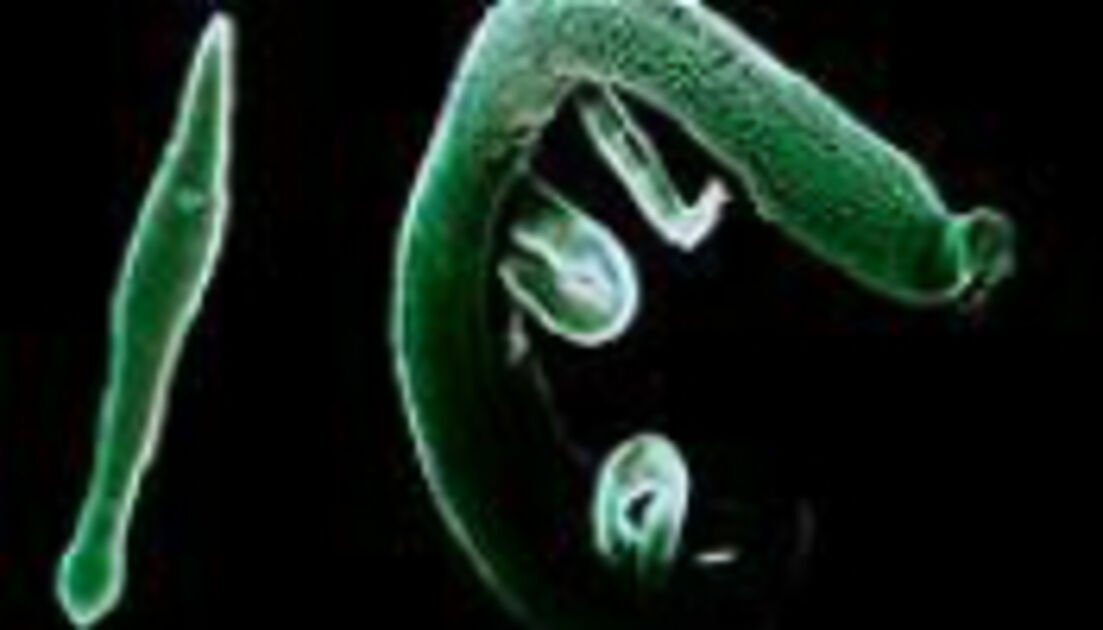 Por dentro do parasita : Revista Pesquisa Fapesp