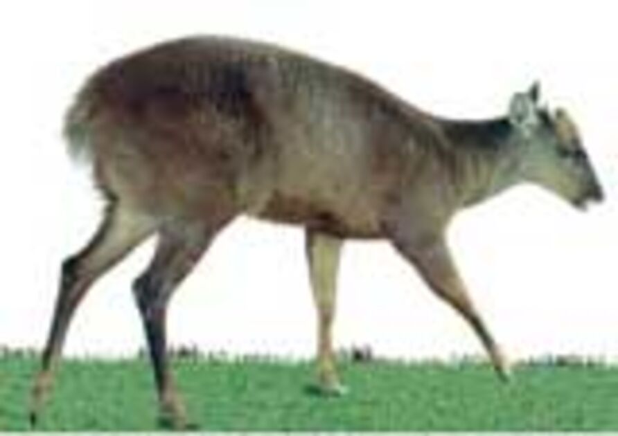 Tras las huellas de una nueva especie : Revista Pesquisa Fapesp