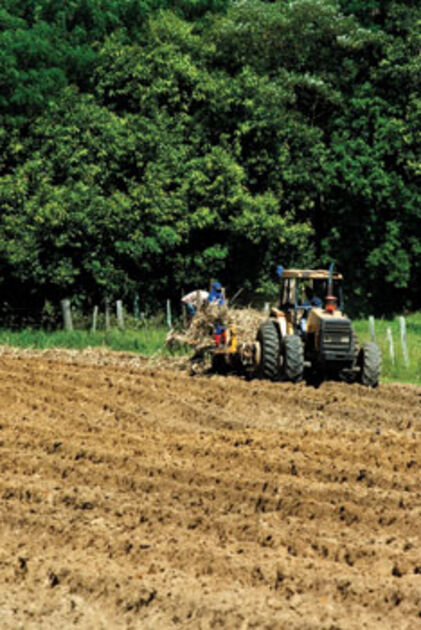 Aragem saudável : Revista Pesquisa Fapesp