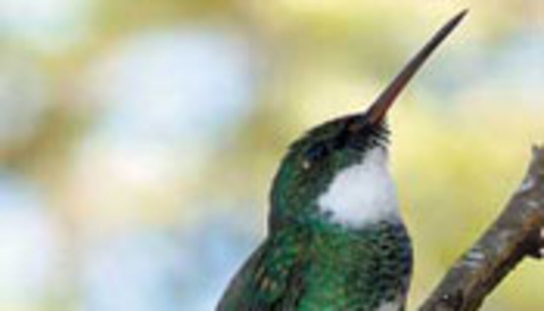 Aves da Mata Atlântica : Revista Pesquisa Fapesp