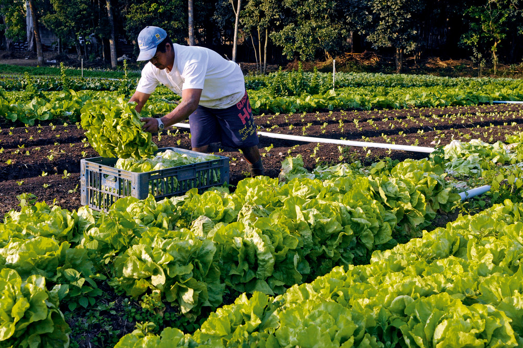 There is more to rural Brazil than just agriculture : Revista Pesquisa ...