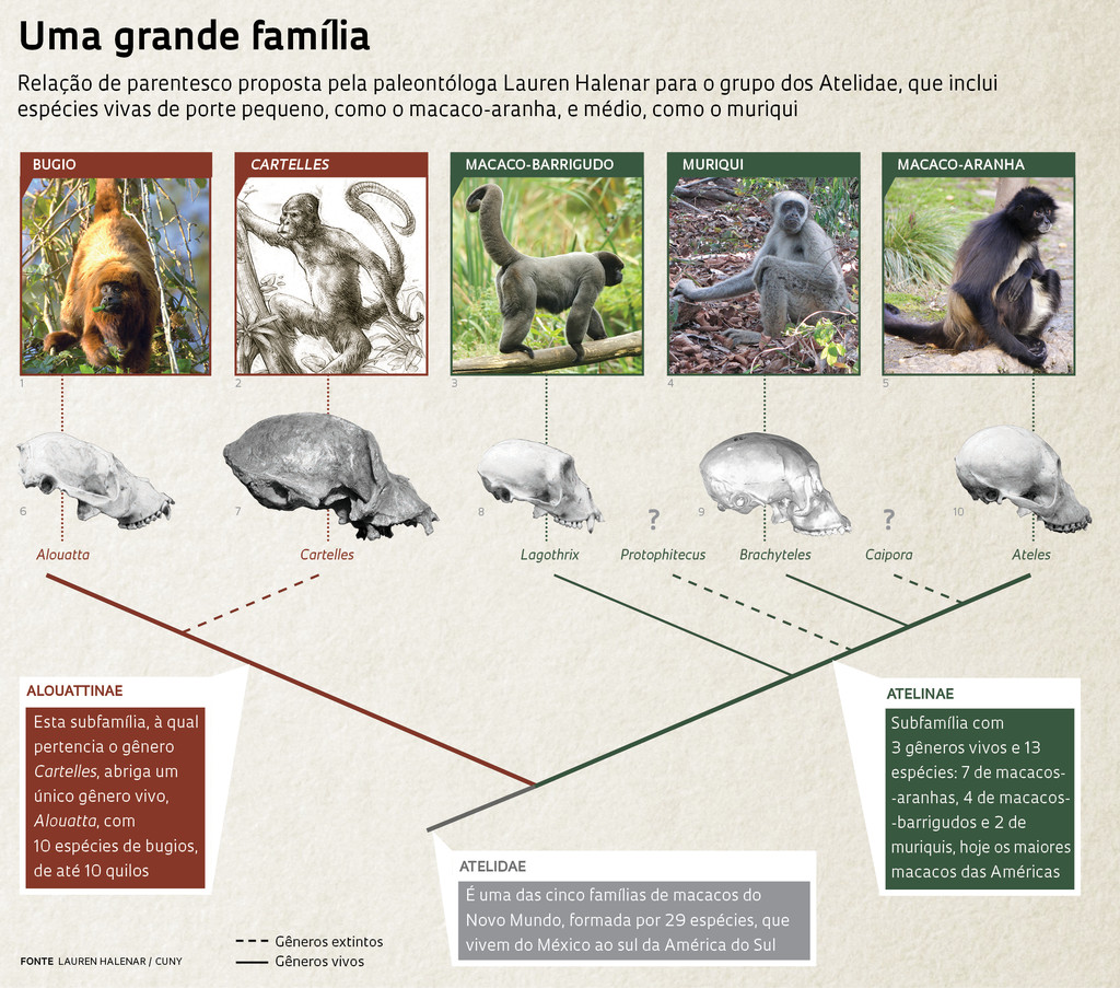 O supermacaco das Américas : Revista Pesquisa Fapesp