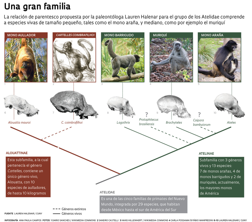 El supermono de América : Revista Pesquisa Fapesp