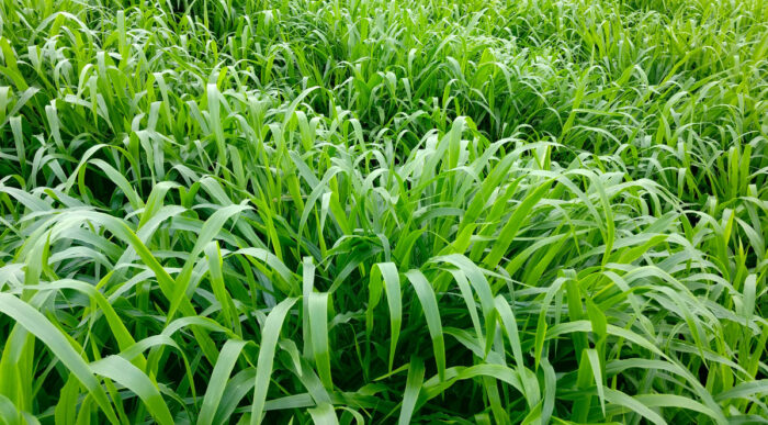 Por um pasto mais produtivo : Revista Pesquisa Fapesp