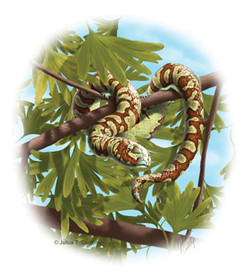 Serpientes ancestrales : Revista Pesquisa Fapesp