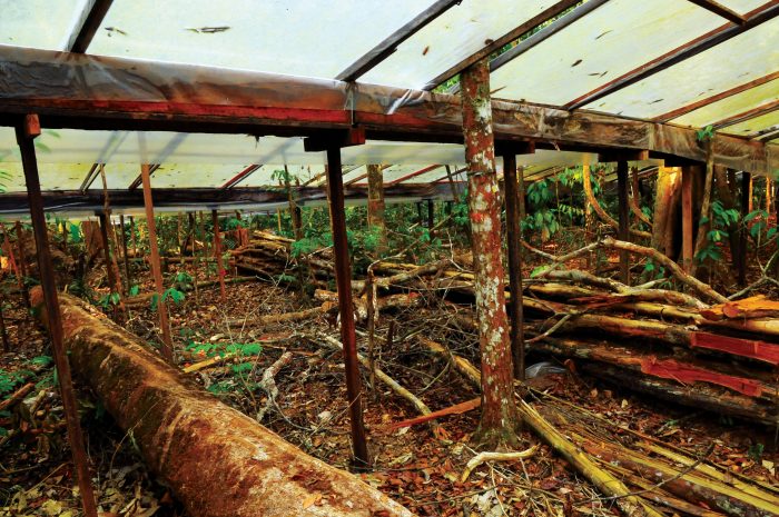 Seca ameaça a Amazônia : Revista Pesquisa Fapesp