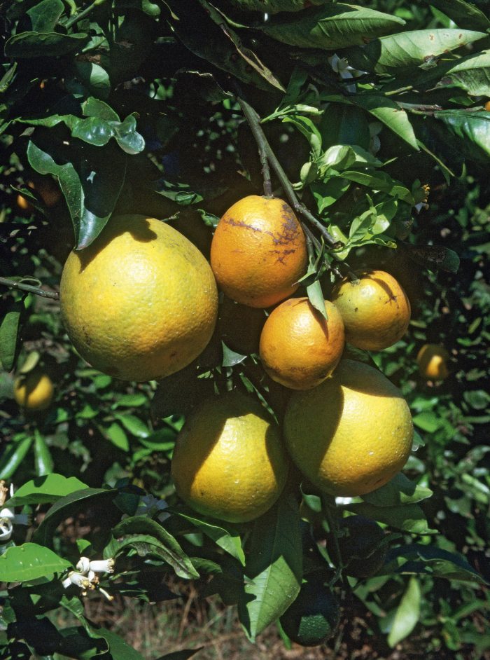 Biological control against citrus greening : Revista Pesquisa Fapesp