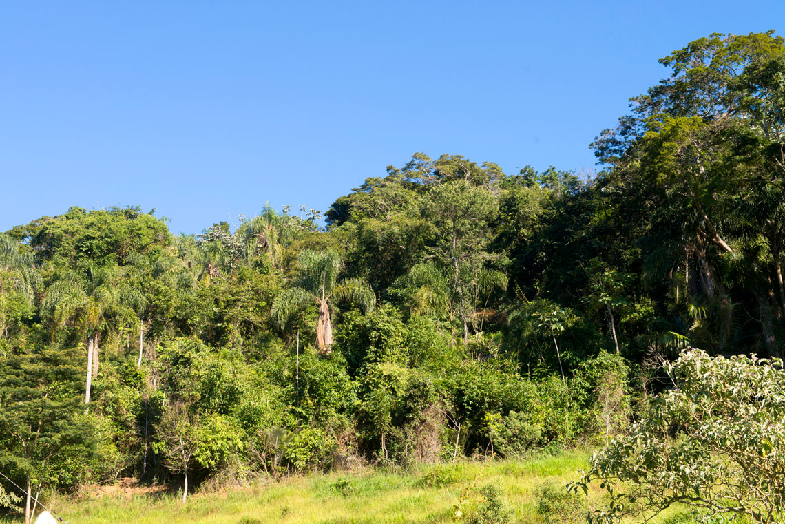 Para refazer as matas paulistas : Revista Pesquisa Fapesp