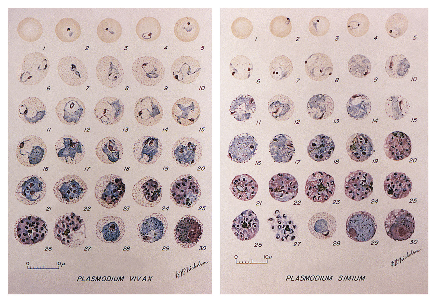 De monos a humanos : Revista Pesquisa Fapesp