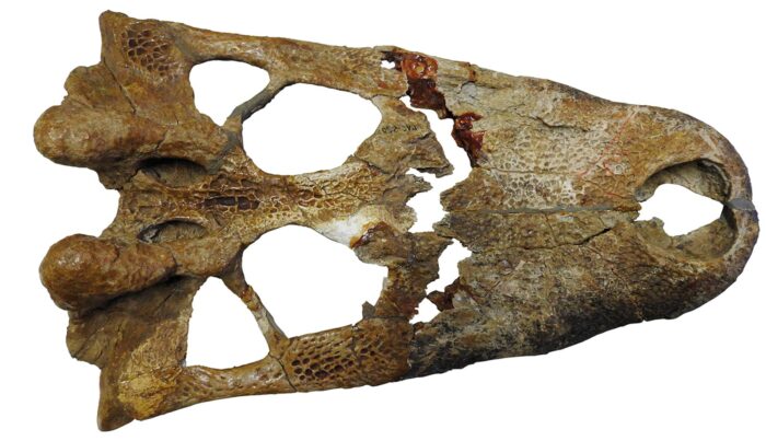 The horned crocodile of Acre : Revista Pesquisa Fapesp