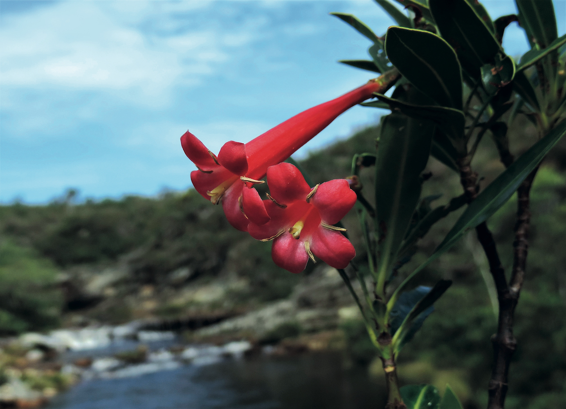 Anfitriãs seletivas – Ecoa