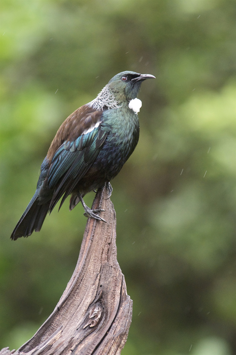 The origin of perching birds : Revista Pesquisa Fapesp