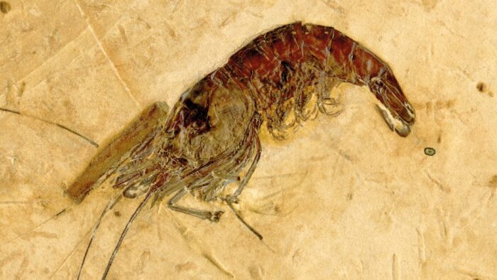 Why Crato uniquely preserves fossils : Revista Pesquisa Fapesp