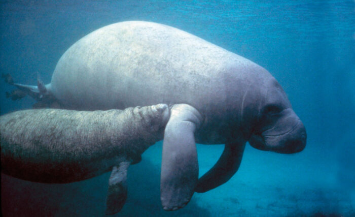 The extinct manatee of Rondônia : Revista Pesquisa Fapesp
