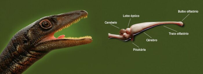 O cérebro avançado de um dinossauro primitivo : Revista Pesquisa Fapesp