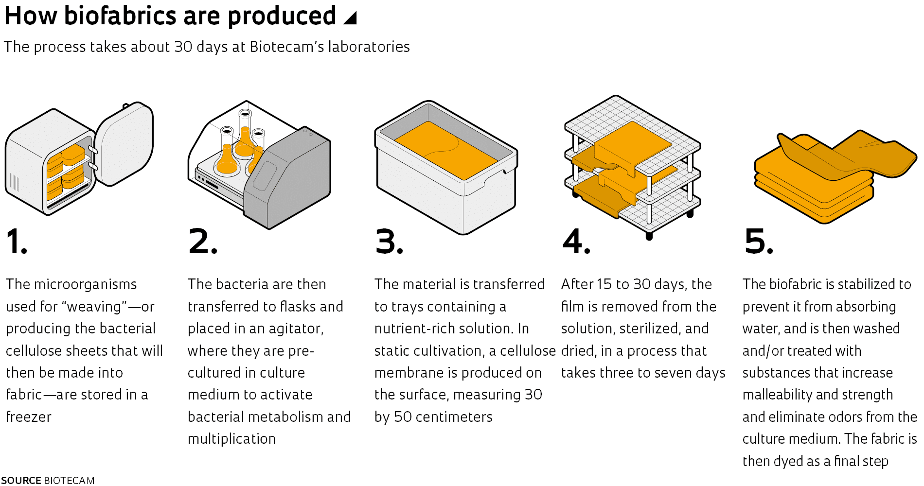 Clothes made of bacteria : Revista Pesquisa Fapesp