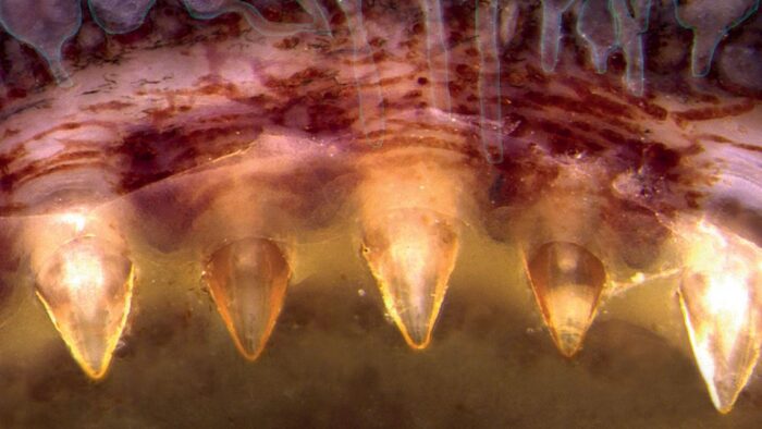 Venomous amphibians : Revista Pesquisa Fapesp