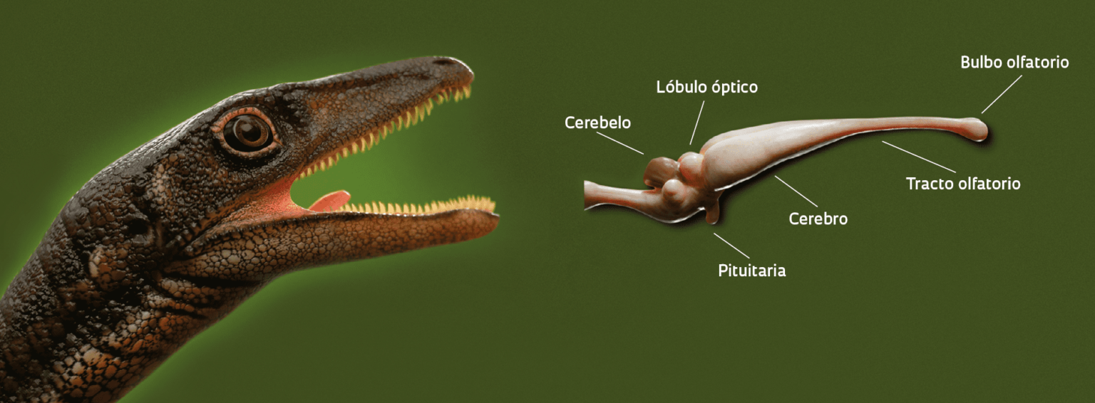 El cerebro avanzado de un dinosaurio primitivo : Revista Pesquisa Fapesp