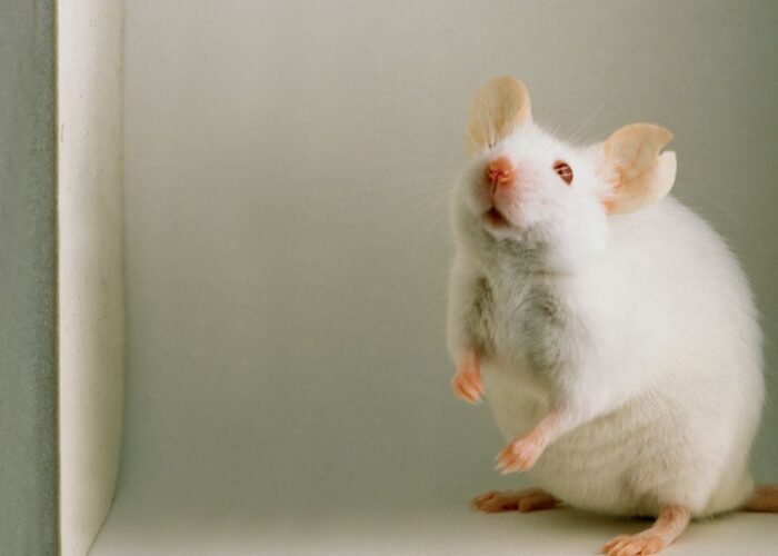 Fewer animals in science : Revista Pesquisa Fapesp